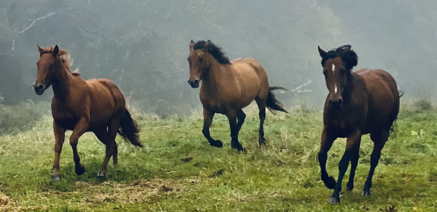 Meet Our Human Herd - The Circle Up Experience